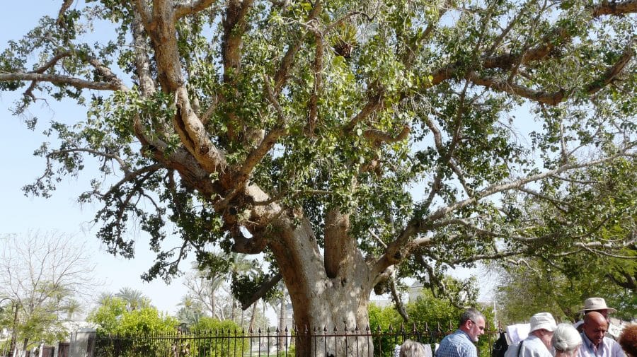 Zachée - Diocèse de Versailles